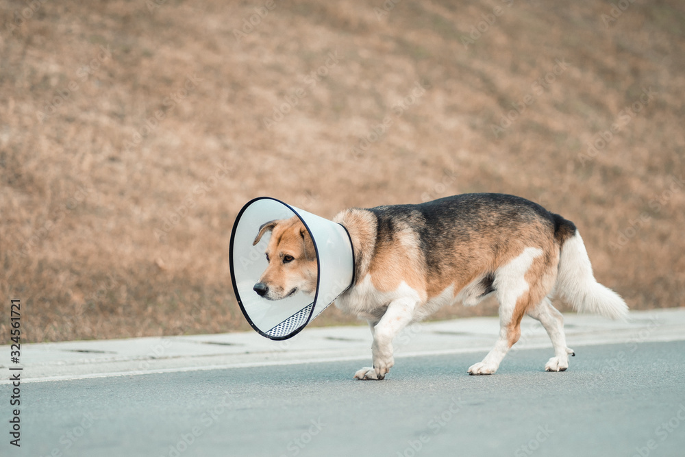 Dog wearing collar neck in the shape of a cone, elizabethan collar ...