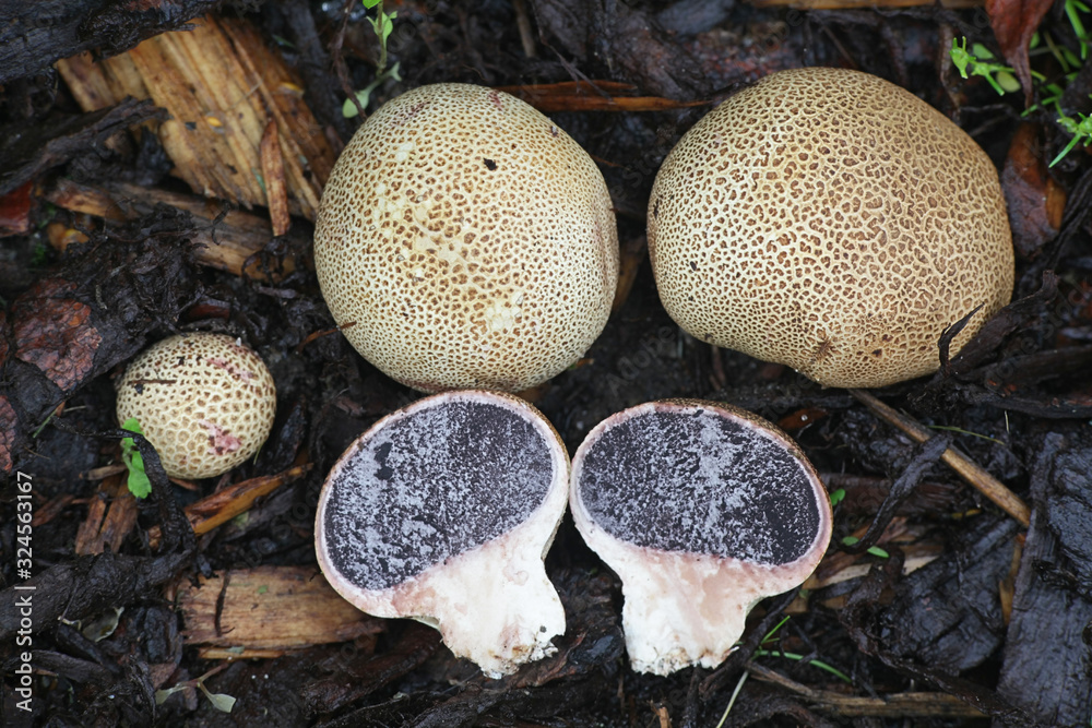 Scleroderma bovista, or Scleroderma verrucosum var. bovista, known as ...