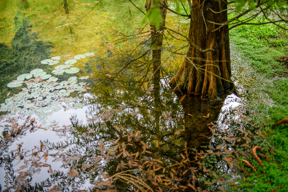 Trunk and knees of a bald cypress tree (Taxodium distichum) growing ...