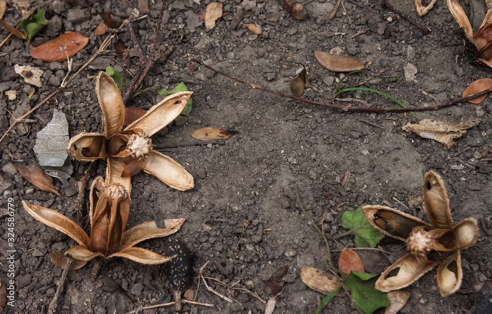 Semillas secas de árbol abiertas en piso de tierra, fondo completamente ...