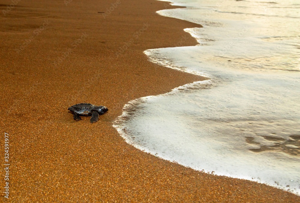 olive ridley sea turtle (Lepidochelys olivacea), also known commonly as ...