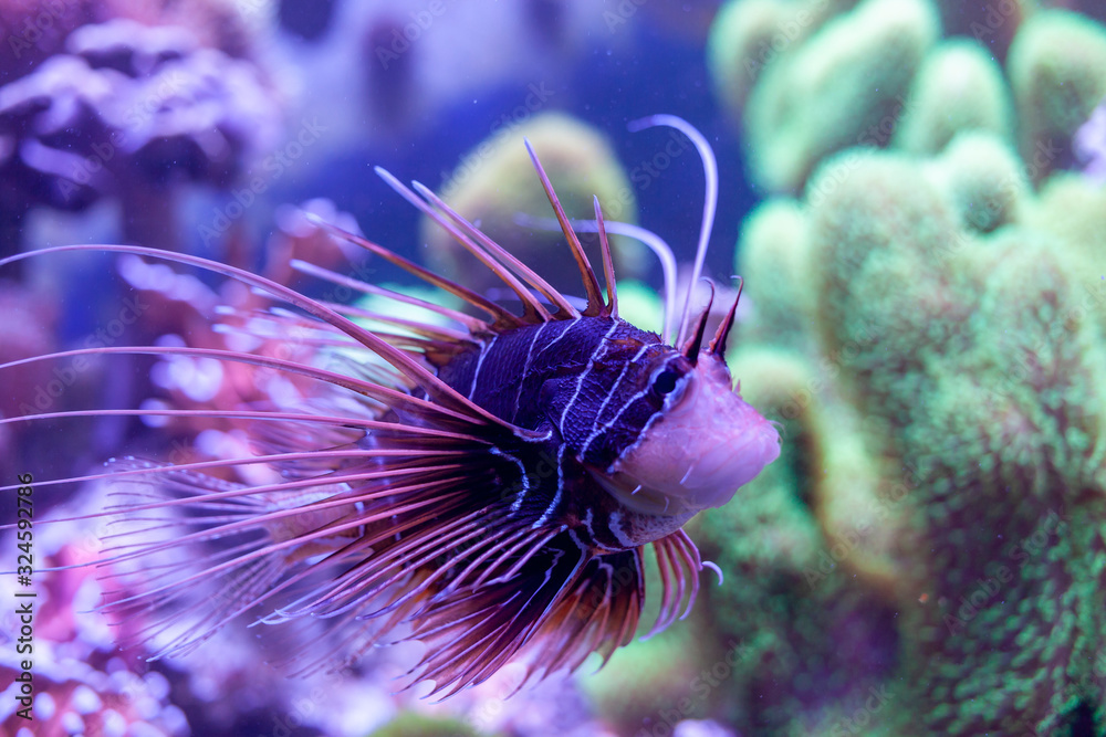 Radiata Lionfish
