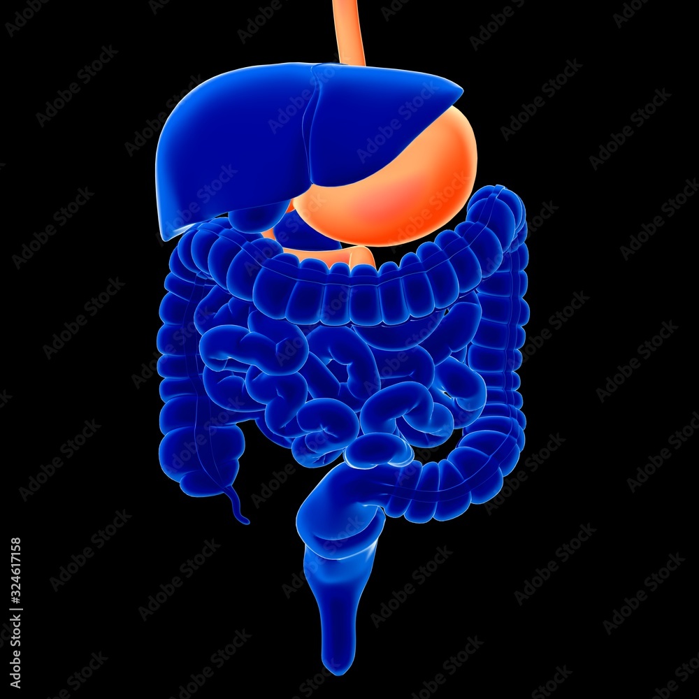 3d illustration human digestive system 3D render Stock Illustration ...