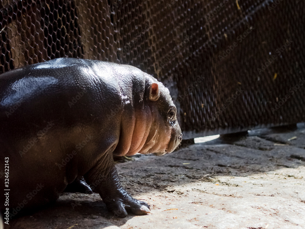 Pygmy hippopotamus baby in a zoo house Stock Photo | Adobe Stock