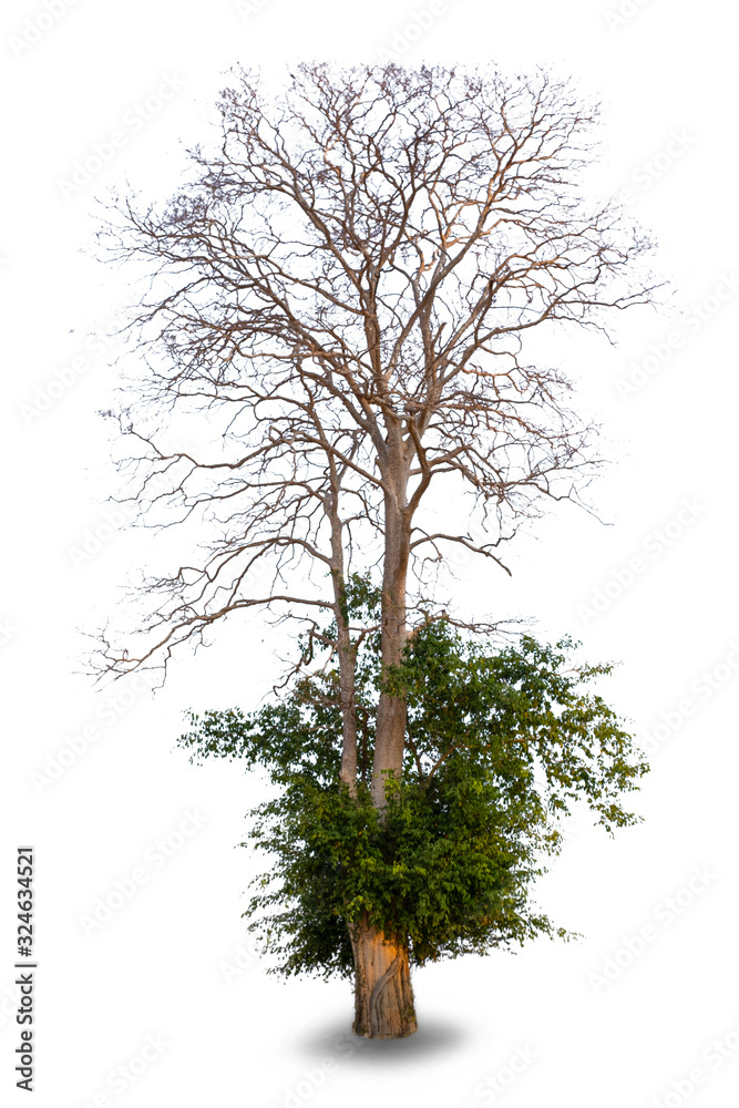Tree Is Dying on white background, beautiful trees from Thailand Stock ...