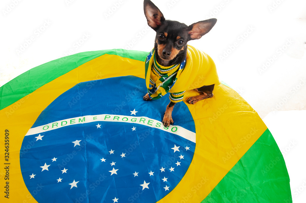 Dog, Brazilian fan. Selective focus. Embellished with the colors of the ...