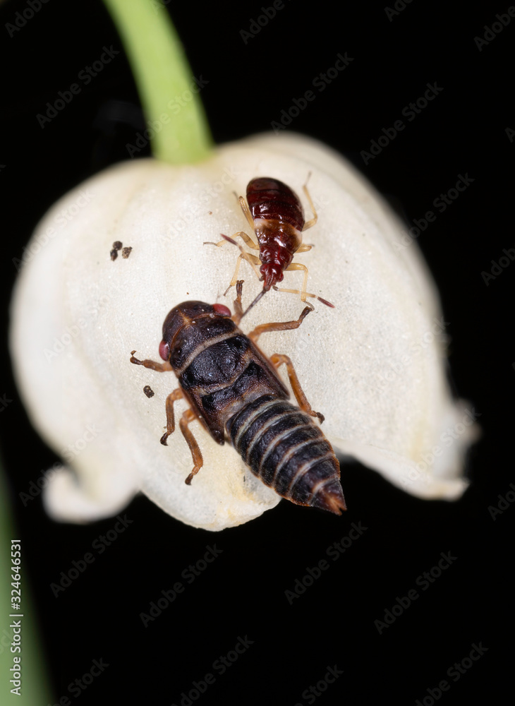 Cicadidae is the largest family of cicadas. Cicadas of Europe macro ...