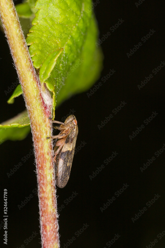 Cicadidae is the largest family of cicadas. Cicadas of Europe macro ...