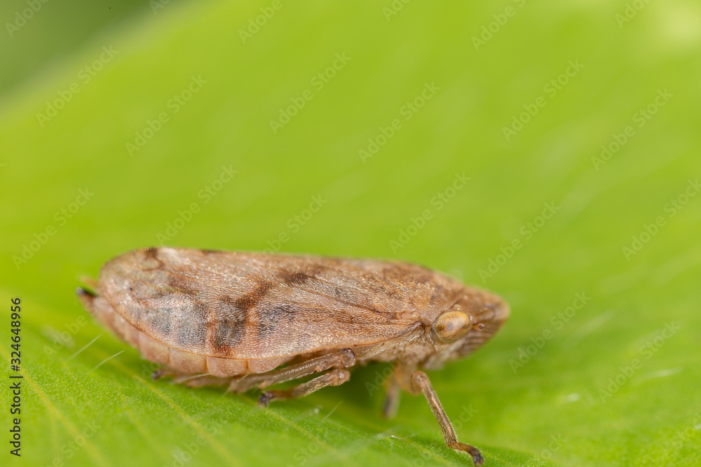 Cicadidae is the largest family of cicadas. Cicadas of Europe macro ...