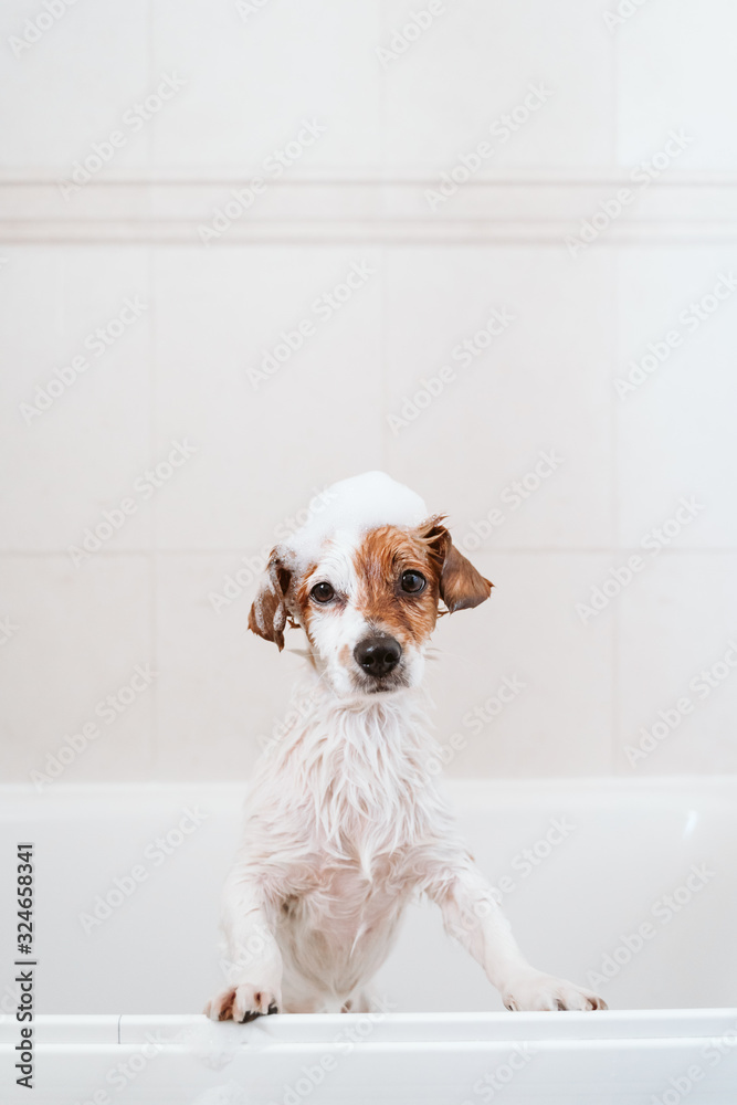 Funny Clean Dog Pictures