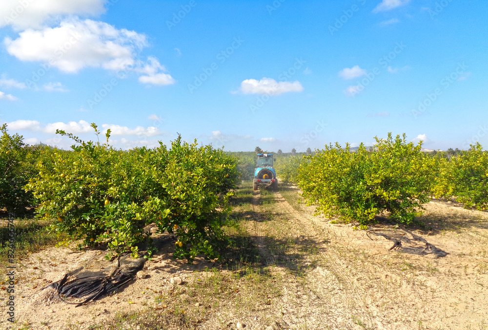 Tractor spraying pesticide and insecticide on lemon plantation in Spain ...