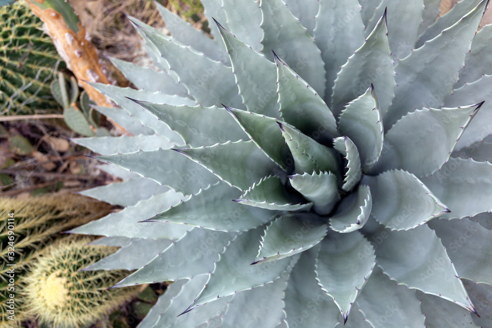 Agave applanata plant in the Botanical Garden (Fuveszkert) of Budapest ...