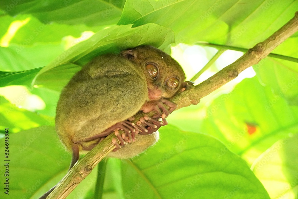 Philippine tarsier in Bohol island Stock Photo | Adobe Stock