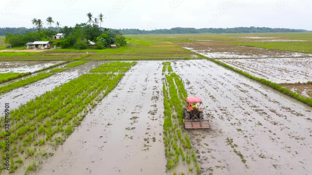 Paddy field with water, top view. Agriculture in the Philippines ...