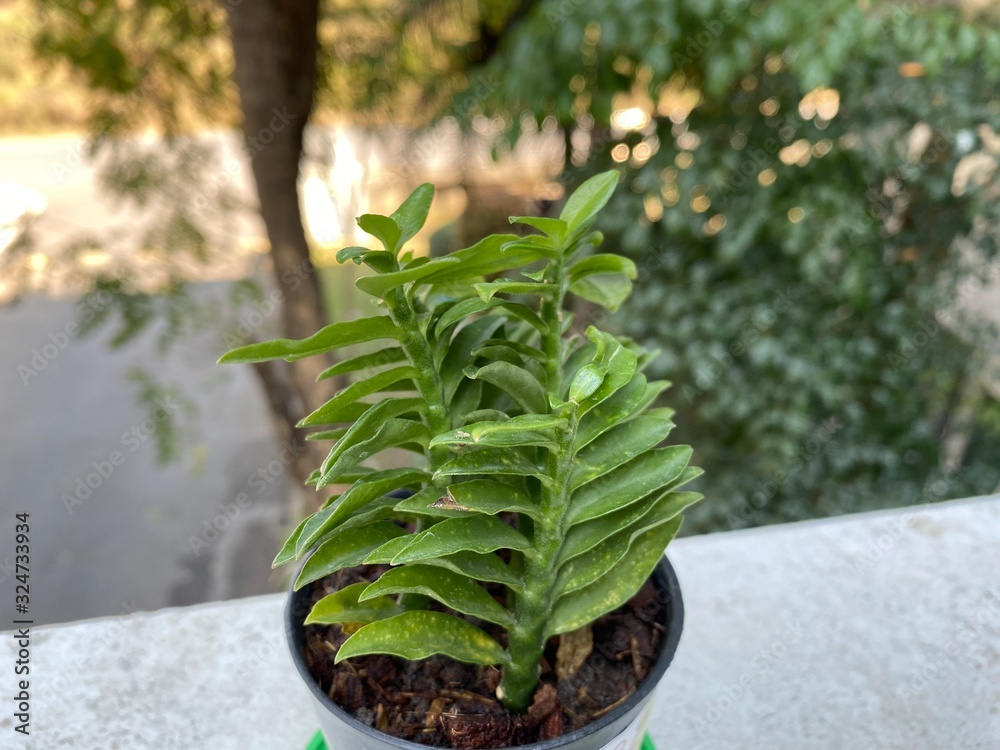 Muehlenbeckia platyclada Meissn, tapeworm plant or ribbonbush ...