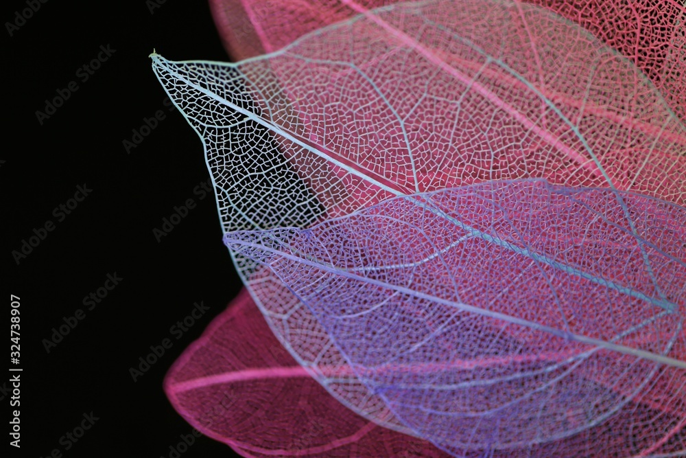 Skeleton leaf on a black background. Pink and Purple Border of ...