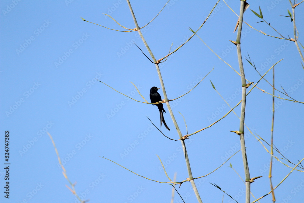 Black Drongo bird with two tails sitting on tree branch on the morning ...