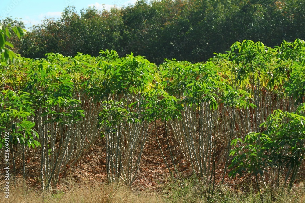 Row of Cassava tree or Tapioca tree in field. Agriculture and nature ...
