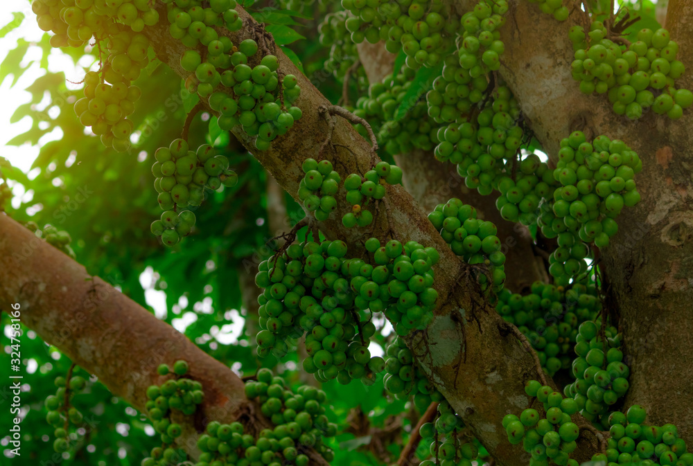 Cluster fig (Ficus racemosa) in tropical forest. Bottom view of green ...