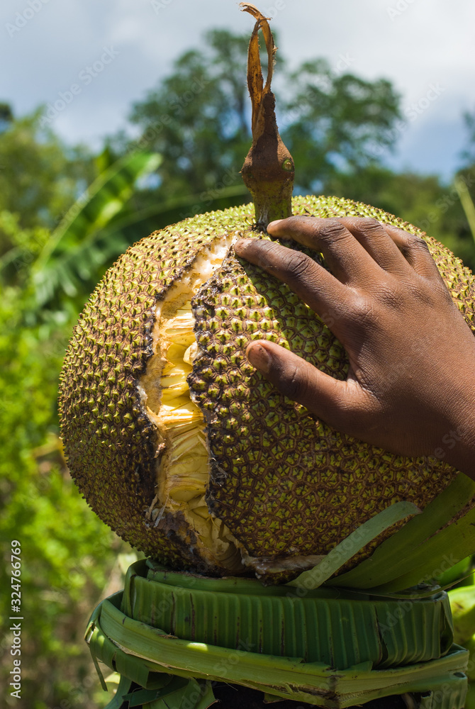 Pomme jaque (fruit du jacquier - Artocarpus heterophyllus) fendu porté ...