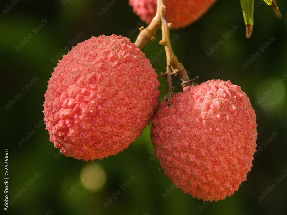 Letchis sur pied à l'île de La Réunion Stock Photo | Adobe Stock
