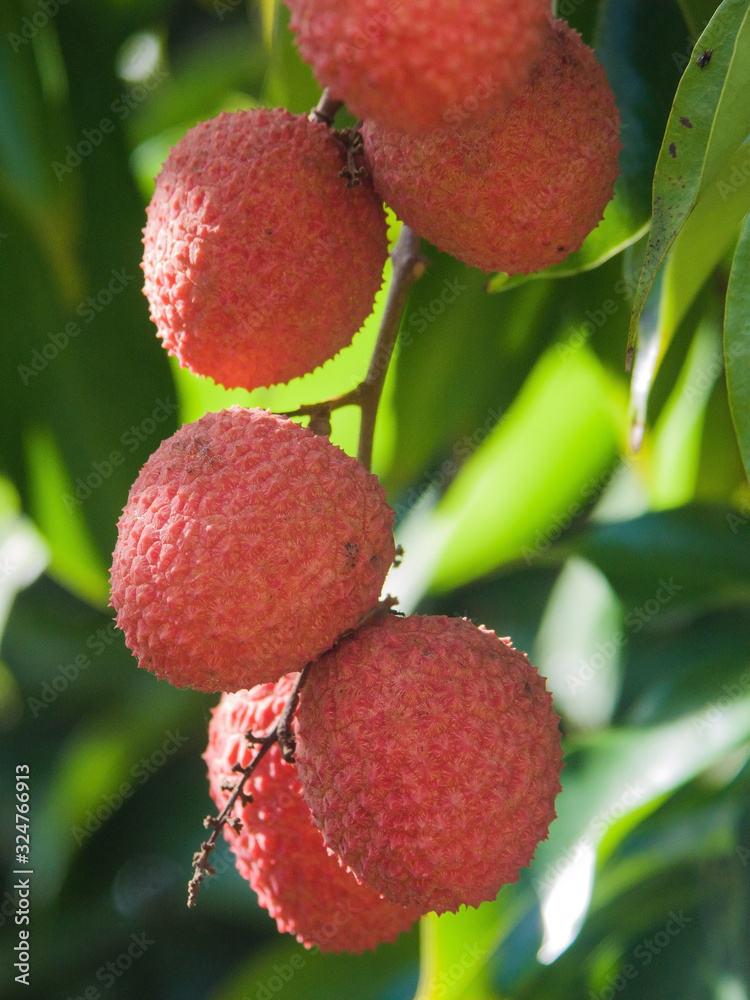 Foto de Letchis sur pied à l'île de La Réunion do Stock | Adobe Stock