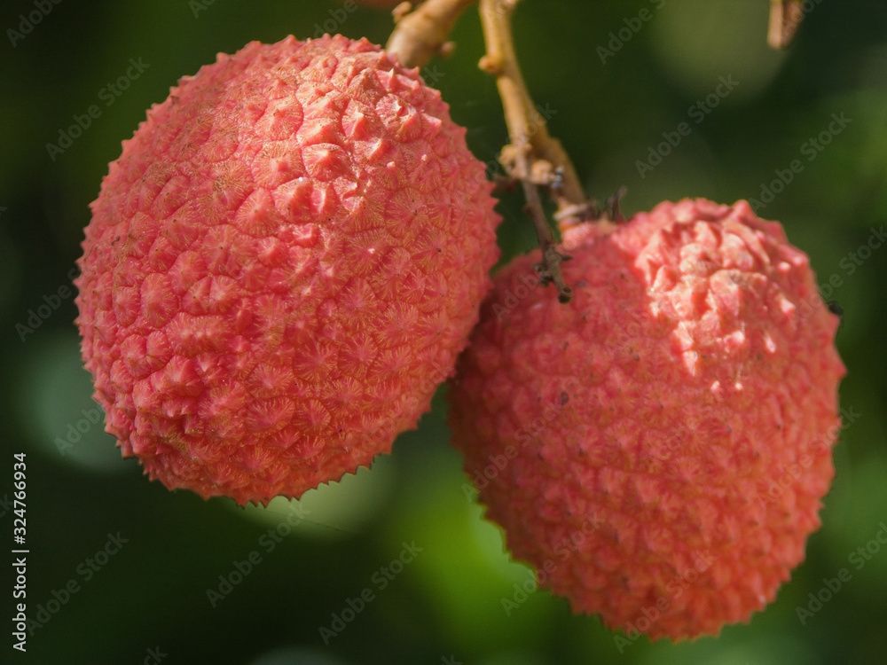 Foto de Letchis sur pied à l'île de La Réunion do Stock | Adobe Stock