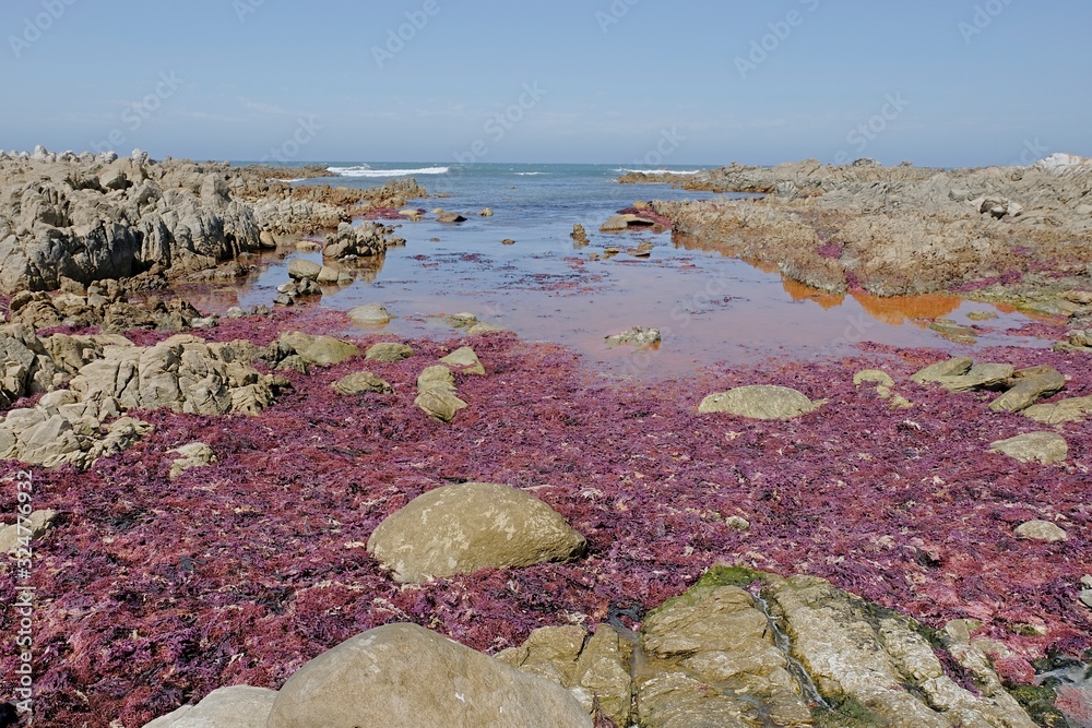 wide angle view of a bay area in port elizabeth with red sea weed and ...