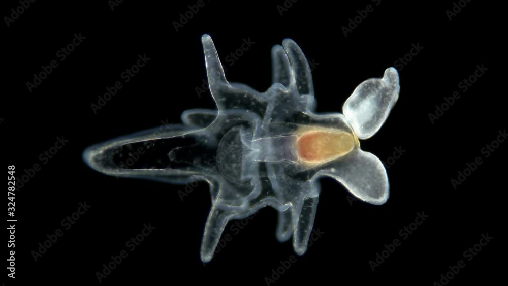 The larva of the starfish Asteroidea, under the microscope, at the ...