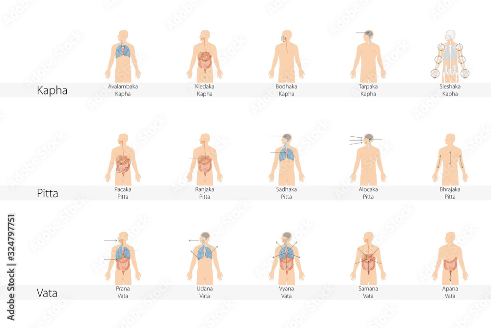 Ayurveda - Infografik / Schaubild der Doshas und Subdoshas Stock ...