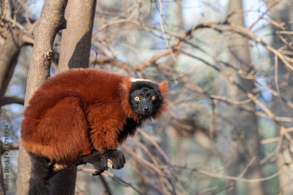 El lémur rufo rojo (Varecia rubra) es una de las dos especies del ...