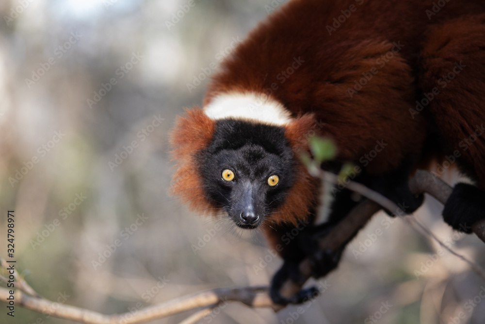 El lémur rufo rojo (Varecia rubra) es una de las dos especies del ...