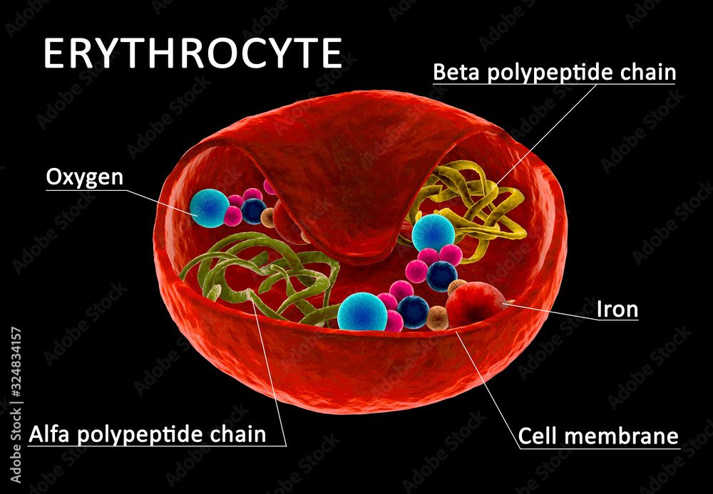 White Blood Cell Parts