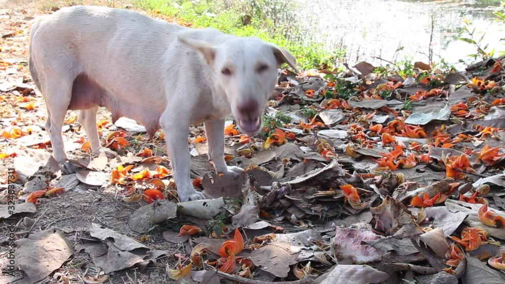 Homeless mother white dog eating bone on the ground with dried leaves ...