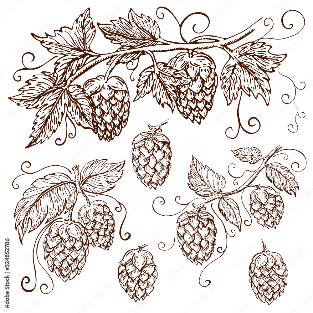 hand drawn hops collection isolated on white. hop illustration with ...