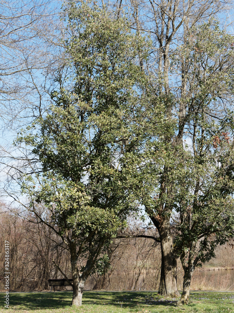 Foto de (Quercus x turneri pseudoturneri) Chêne de Turner, un arbre ...