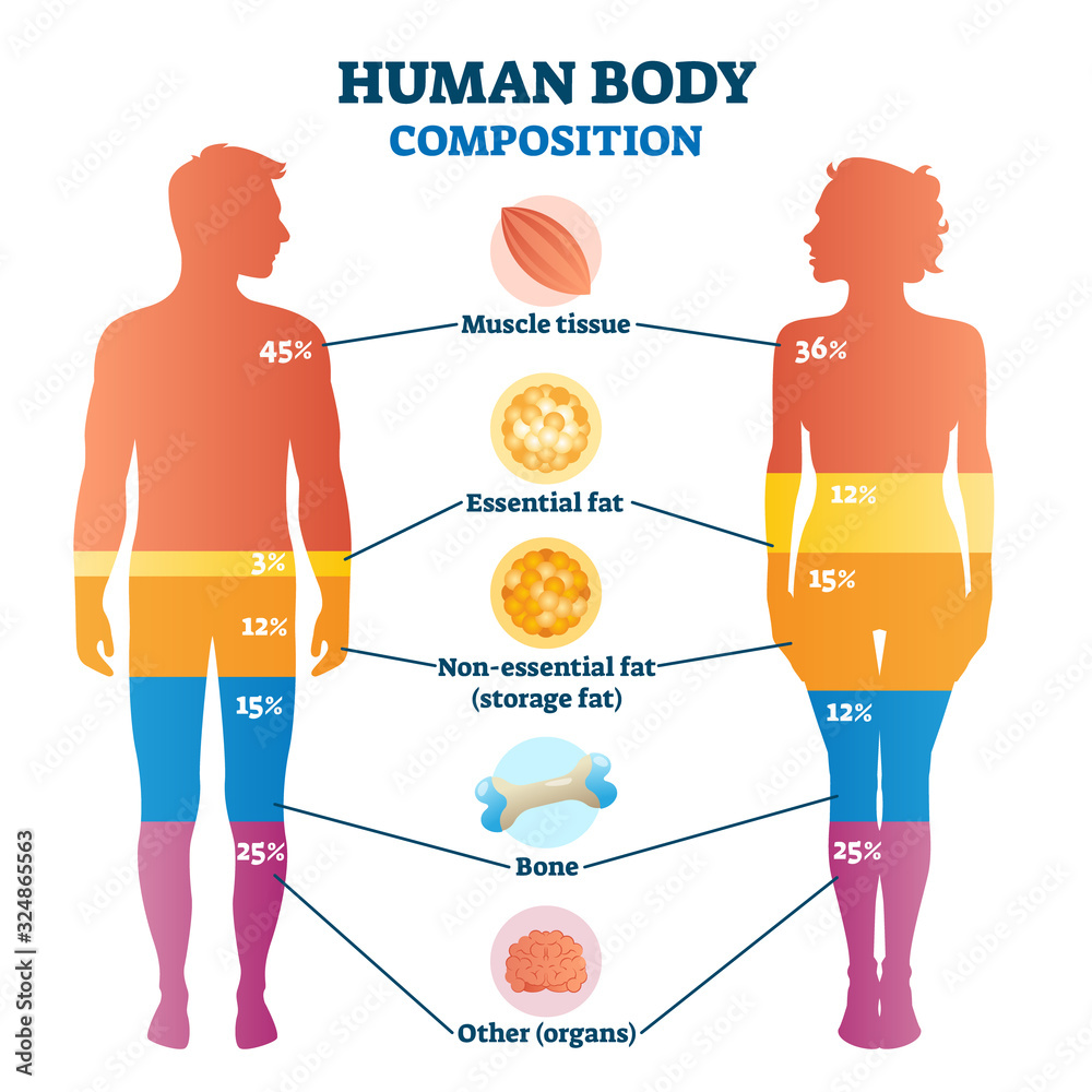 Human body composition infographic, vector illustration diagram Stock ...