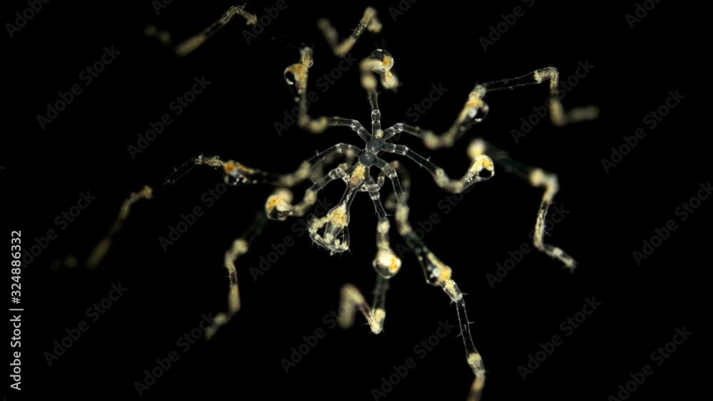 Pantopoda or pycnogonids sea spider under a microscope, class ...