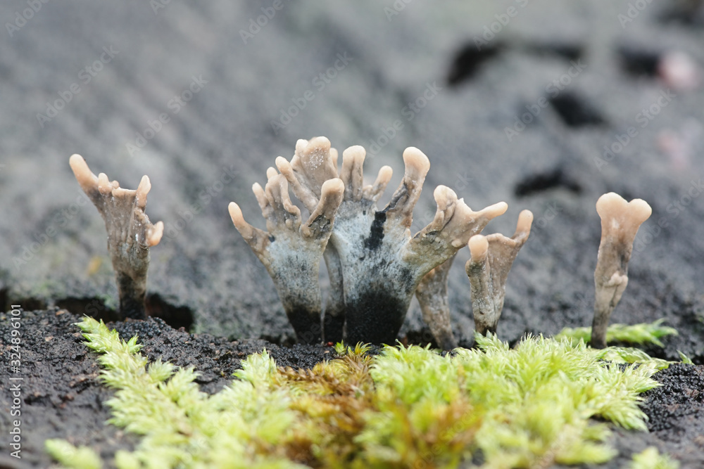 Xylaria hypoxylon, known as the candlestick fungus or the candlesnuff ...