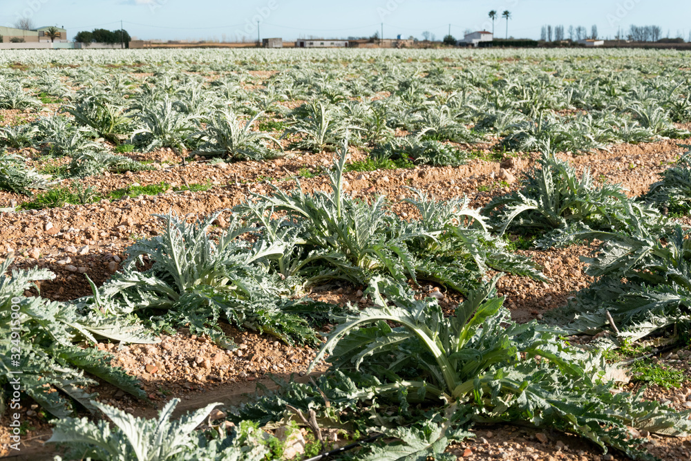 Cardo, hortaliza comestible de comida de invierno Stock Photo | Adobe Stock