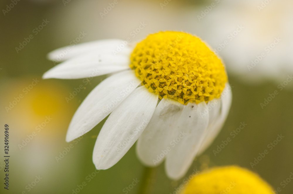 Anacyclus radiatus pellitory Spanish chamomile Mount Atlas daisy white ...