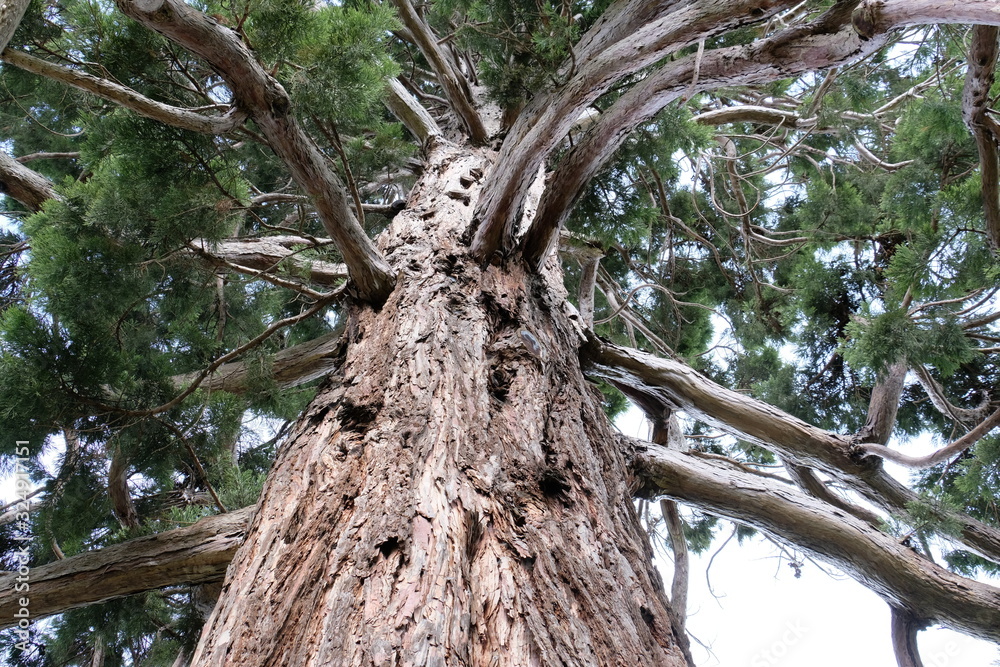arbre volant Stock Photo | Adobe Stock