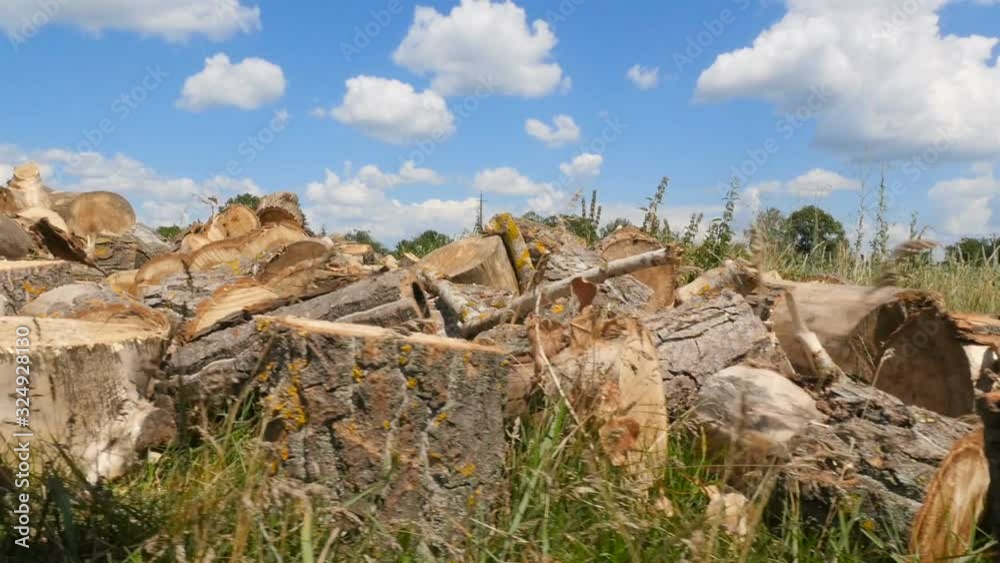 Mass deforestation. Thick cut trees. Blue sky with white clouds. Camera ...
