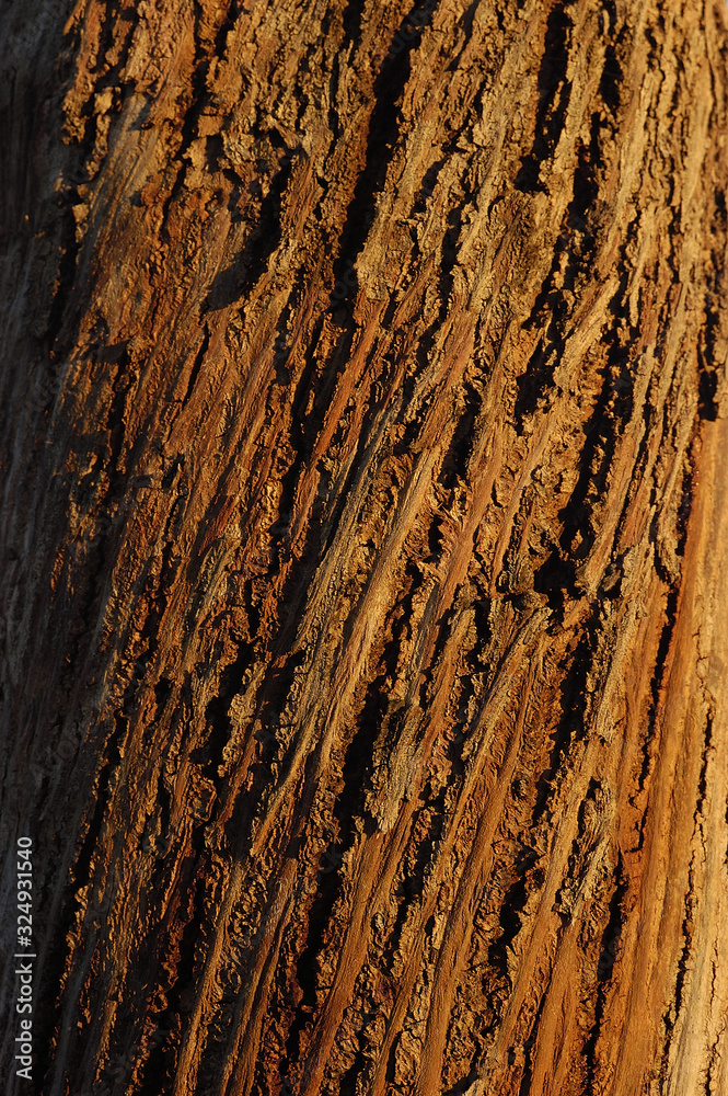 Textura de la corteza de un árbol Stock Photo | Adobe Stock