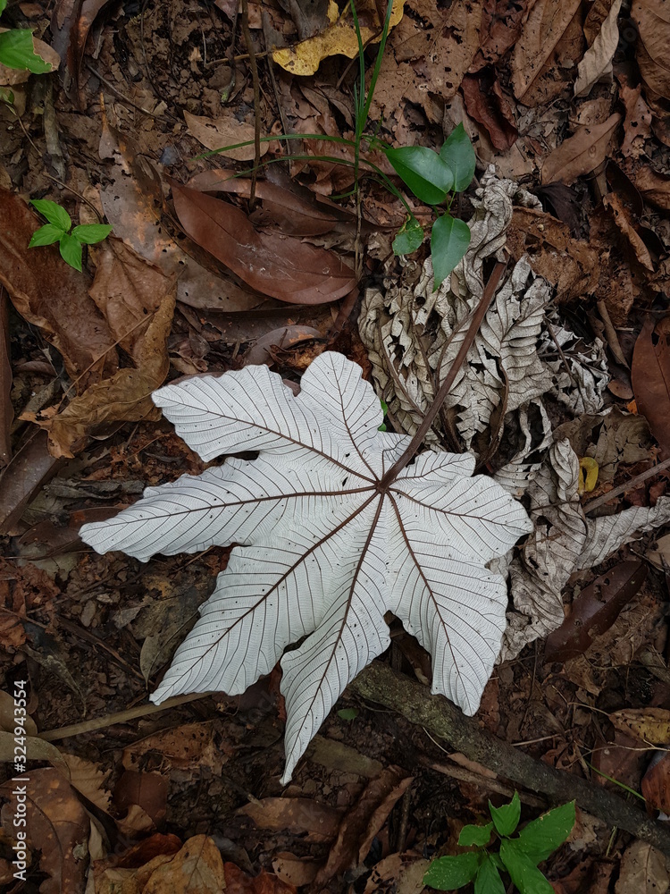White leaf underside from Cecropia, is a Neotropical genus consisting ...