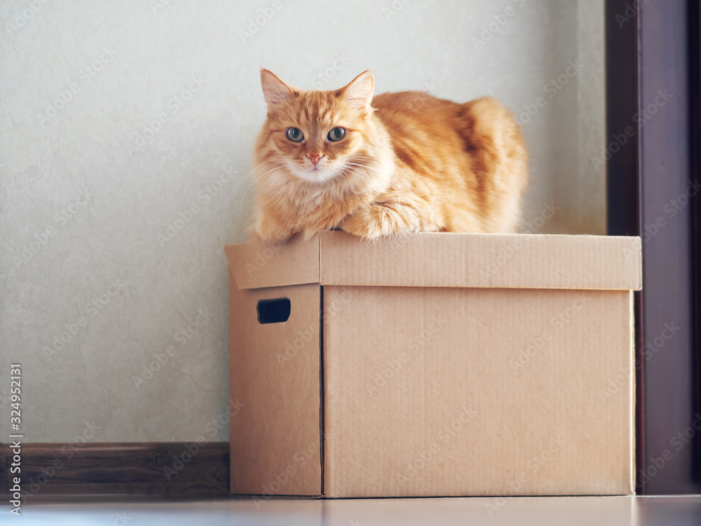 Cute ginger cat lying on carton box. Sun shines on fluffy pet. Domestic ...