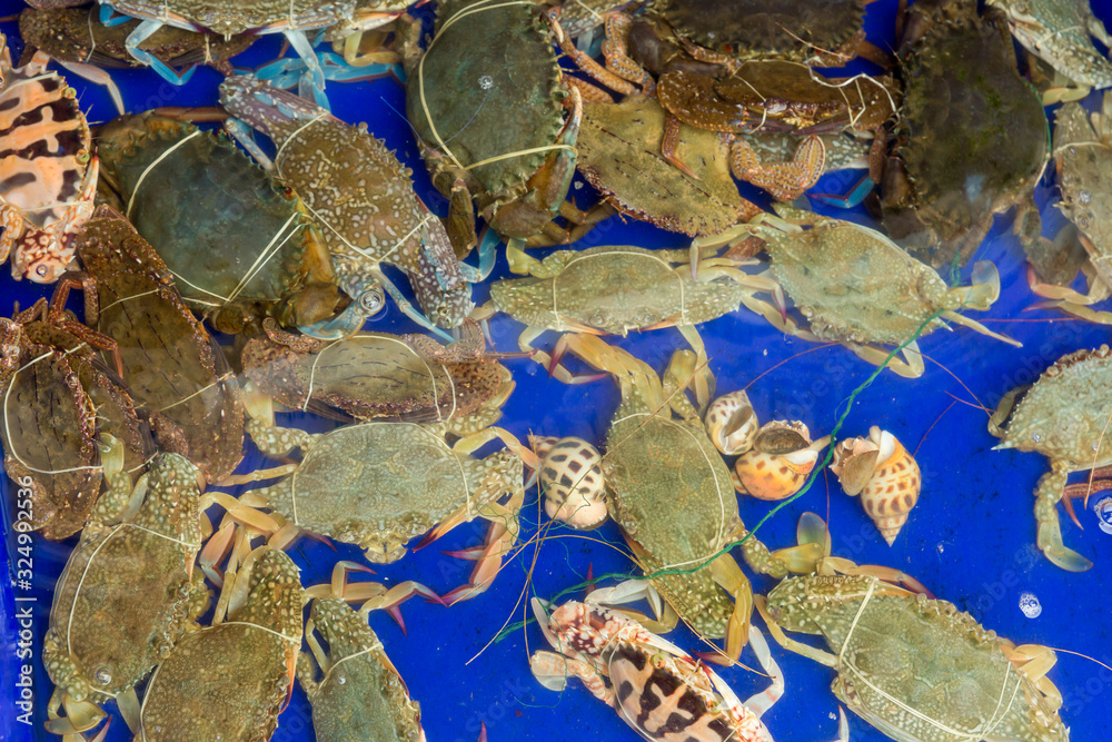 Flower crab, Blue swimmer crab, Blue manna crab, Sand crab, Portunus ...