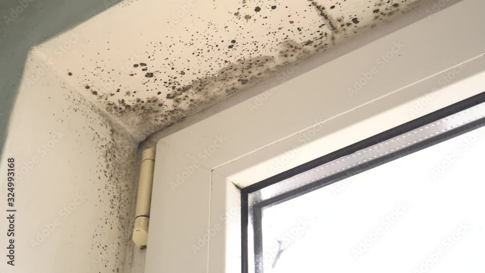 The condensation and black mould around windows. Mildew growth in house ...