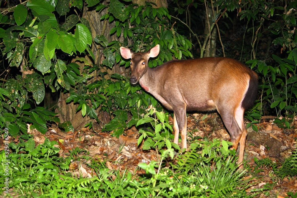 Sambar Deer (Cervus unicolor) in Borneo, Malaysia - スイロク Stock Photo ...