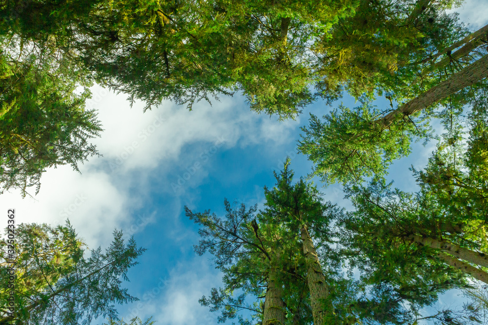 Looking up Green forest. Trees with green Leaves, blue sky. Bottom view ...